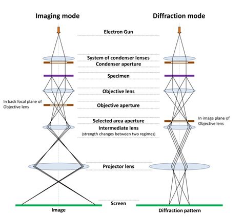 What Is The Difference Between Optical Microscope And Scanning Electron