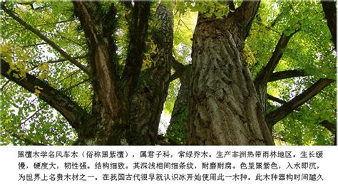 黑紫檀木是什么树种皮灰木与黑檀木哪个贵黑檀木的树种第13页大山谷图库