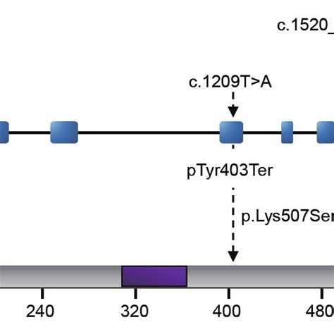 List Of The Potential Candidate Gene Variants Download Scientific Diagram