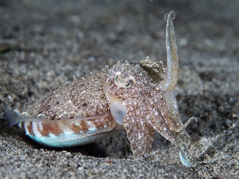 File Sepia Smithi  Wikimedia Commons