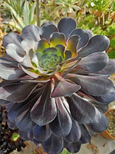 Aeonium Aeonium Haworthii • New Zealand Plant Conservation Network