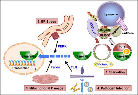 Tfeb And Tfe3 Linking Lysosomes To Cellular Adaptation To Stress Pubmed