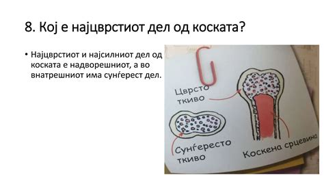 Интересни факти за СКЕЛЕТ трето одделение Ppt