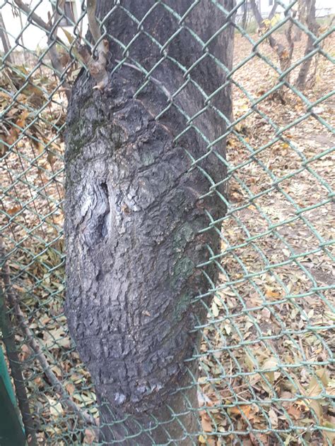 This Tree That Grew Through A Fence R Mildlyinteresting