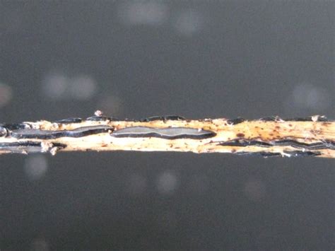 Hypoderma Sp No11