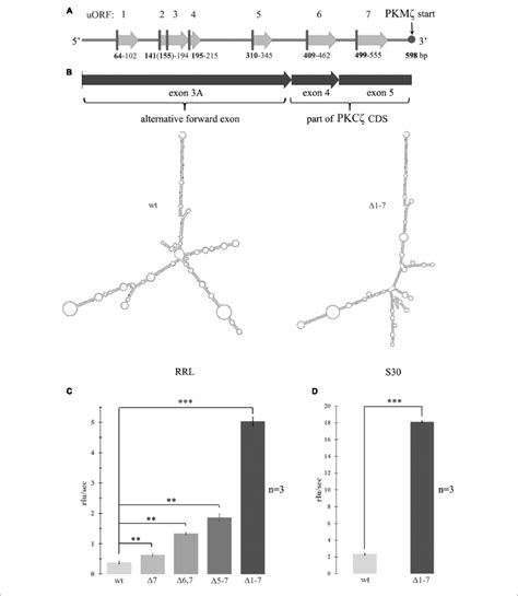Activation Of Translation By Mutagenesis Of Upstream Open Reading Download Scientific Diagram