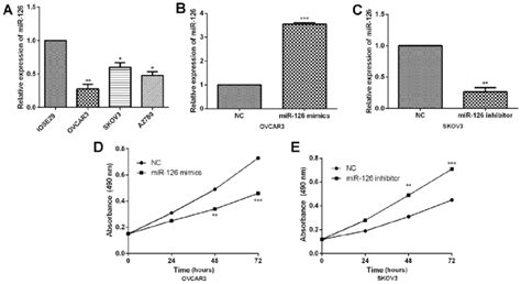 Mir 126 Upregulation Significantly Inhibits Oc Cell Proliferation A
