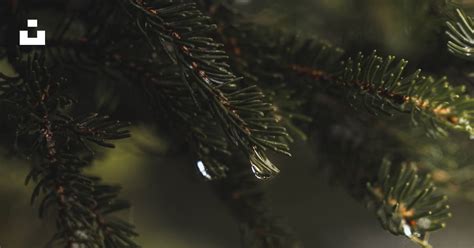 물방울이 있는 푸른 소나무 사진 Unsplash의 무료 버지니아 이미지