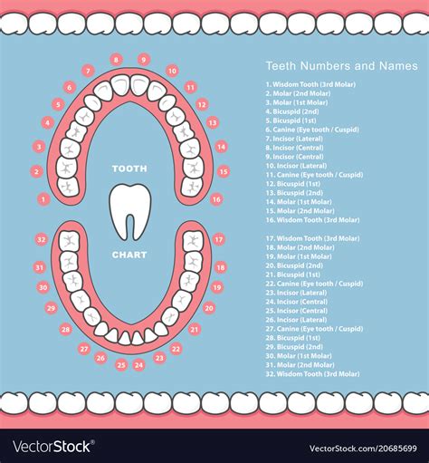 Infographic Chart With Teeth Numbers Artofit Porn Sex Picture
