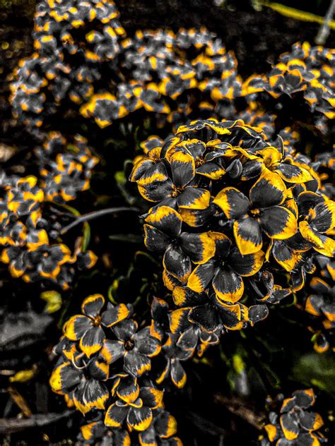 Inverted Yellow Photograph By Shelby Hayes Fine Art America