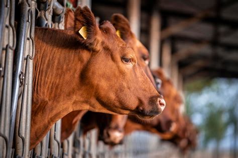 Premium Photo Angus Cattle Farm And Domestic Animals Husbandry