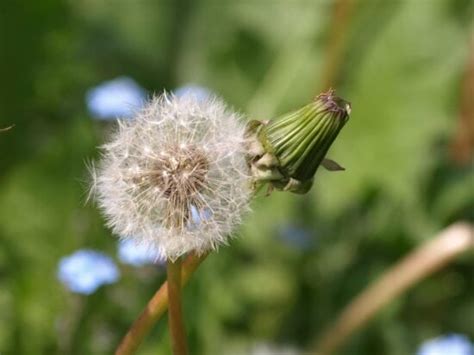Free Picture Flora Flower Grass Seed Nature Summer Dandelion Herb