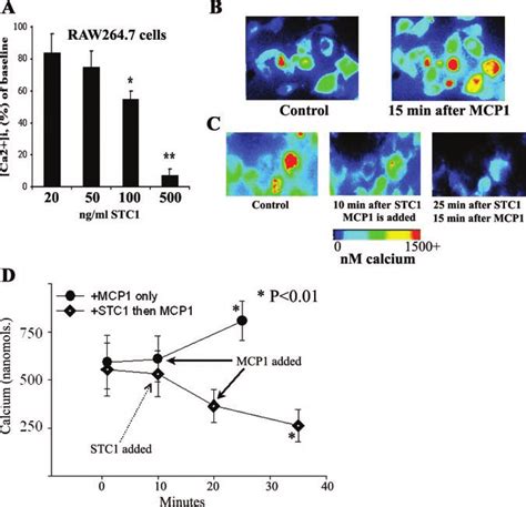 Stanniocalcin 1 Stc1 Attenuates Intracellular Calcium Concentration