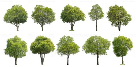 Collection Tree Cut Out From Original Background And Replace With White Background For Easy To