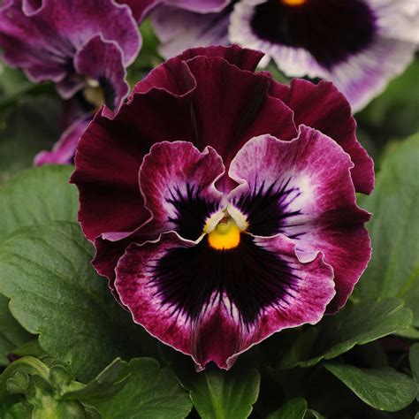 Pansy Seeds Frizzle Sizzle Raspberry Packet Pink Flower Seeds