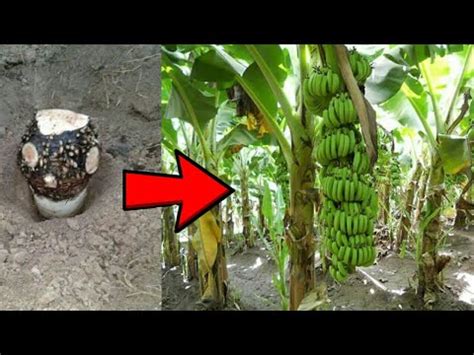 Cara Menanam Pisang Cavendish Dalam Pot Cara Menanam