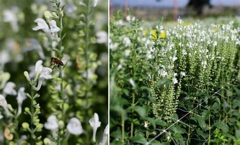 Marginpar Introduces Scutellaria Tinkerbell