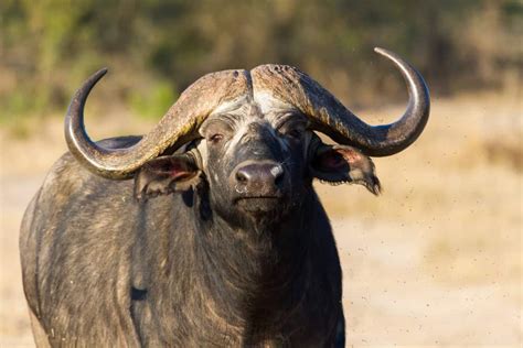 The Unstoppable Force Why Cape Buffalos Are Among The Most Dangerous