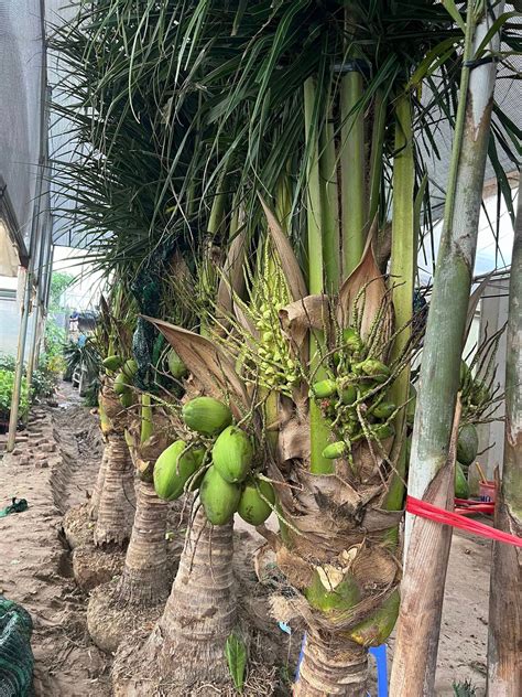 Cây Dừa Xiêm Lùn To Trung Tâm Giống Cây Trồng Kinh Tế Cao