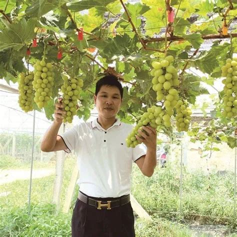 退伍不褪色，致富路上的“领头雁”——记河源市敬业奉献道德模范钟宇洋农产品创业扶贫
