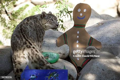 Leopard Feet Photos And Premium High Res Pictures Getty Images