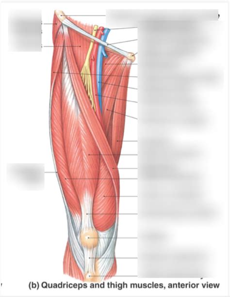 Anterior Thigh Diagram Quizlet