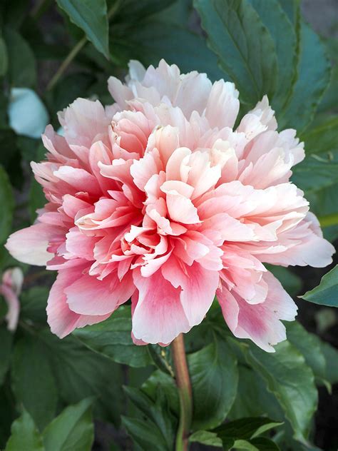 Peony Lorelei Grow Peonies Dutchgrown™