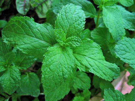 Propagate Mint A Beginners Guide To Growing Mint Plants