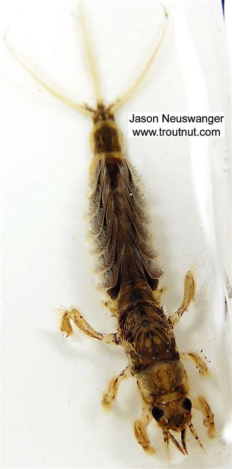 Identification Key To Families Of Mayfly Nymphs Couplet 3