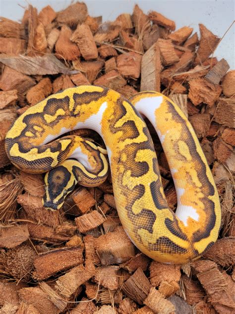 Enchi Yellowbelly Pied Ball Python By Morph Jungle Morphmarket