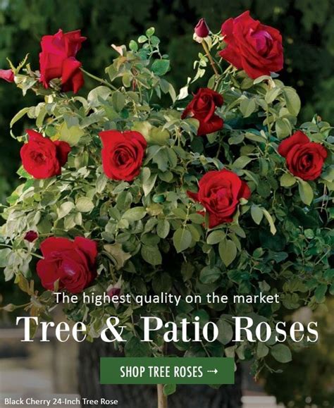 Where Is Jackson Perkins Roses Located At Sherlyn Weyer Blog