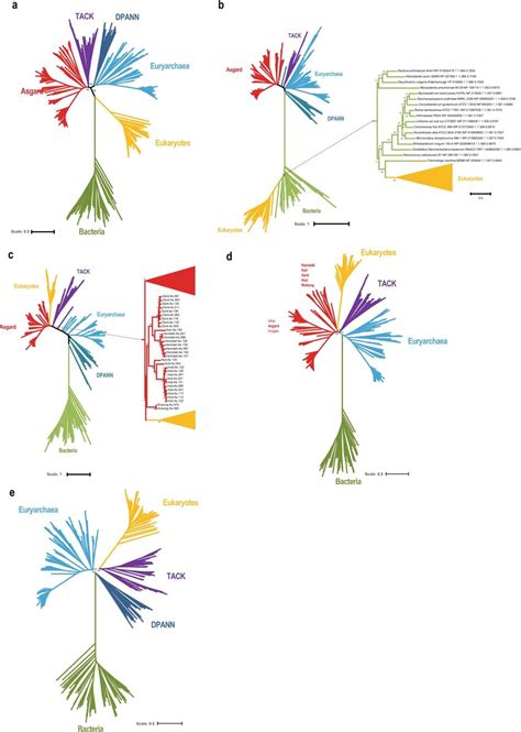 Phylogenetic Trees A Phylogenetic Tree Of Bacteria Archaea And