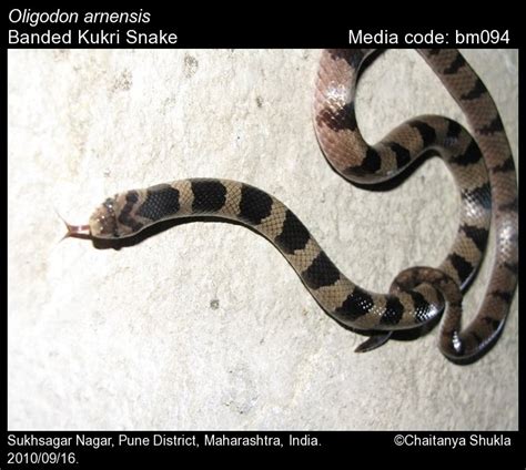 Oligodon Arnensis Shaw 1802 Banded Kukri Snake Reptiles