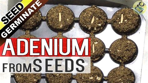 How To Plant Adenium Seeds At Hudson Slattery Blog