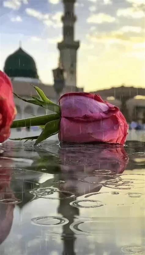 Pin Di Glau Leal Su Flores Animais E Paisagens Video Sfondi
