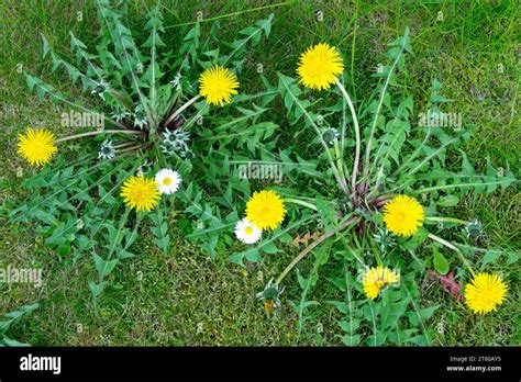 Lawn Weeds Plant Spring Weed Garden Dandelion Plants Taraxacum