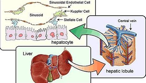what are the functions of a liver cell sciencing