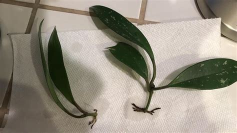 Hoya Plant Propagation 4 Simple Methods With Tips