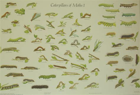 Insect Identification Charts Watkins And Doncaster
