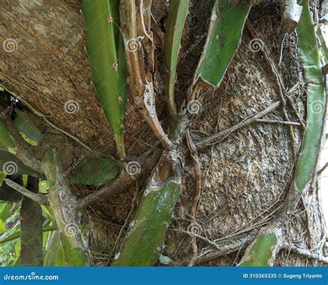 Dragon Fruit Plants Attached To Tree Trunks Are Affected By Stem Spot Disease Stock Image