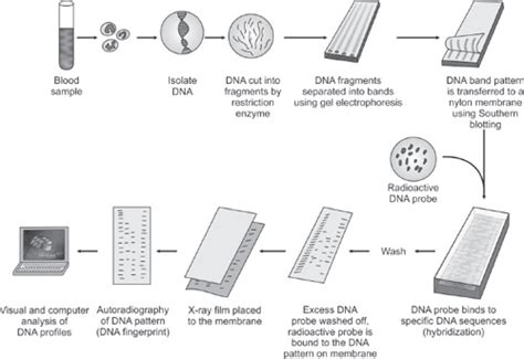 Dna Fingerprinting Process In Steps