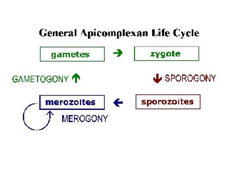 Apicomplexa Protozoa Apicomplexa Gregarinea Sarcomastigophora Coccidia