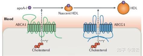 人体胆固醇代谢 知乎