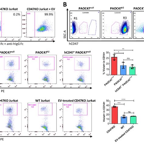 Protection Against Phagocytosis By Cross Dressed Cd47 A Cd47ko