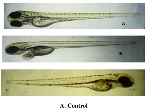 Figure 1 From Zebrafish As A Model To Study Cardiac Hypertrophy And