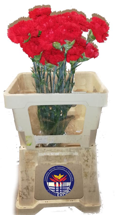 Garofani Rosso 20st Florexport