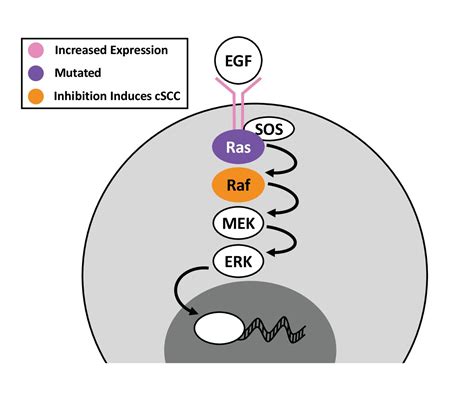 Oh The Mutations Youll Acquire A Systematic Overview Of Cutaneous