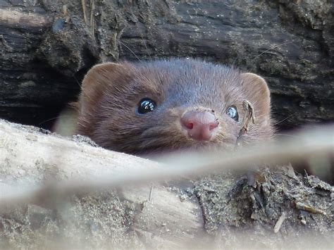 Newborn American Mink