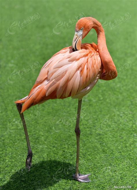 站立着挠痒的火烈鸟高清图片下载红动中国