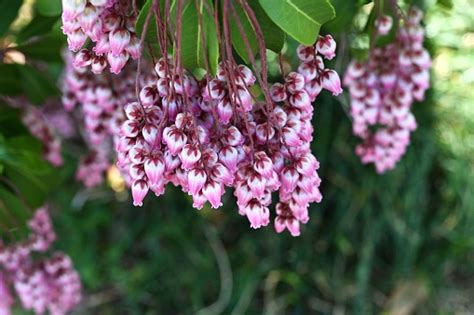 일본 안드로메다 꽃입니다 Ericaceae 상록 관목 꽃 꽃의 구조에 대한 스톡 사진 및 기타 이미지 꽃 꽃의 구조 꽃